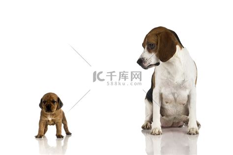小猎犬妈妈和一只棕色小狗高清摄影大图 千库网