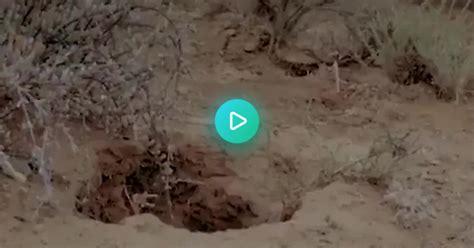 The Deadliest Cat On Earth Based On Hunt Success Rate Album On Imgur
