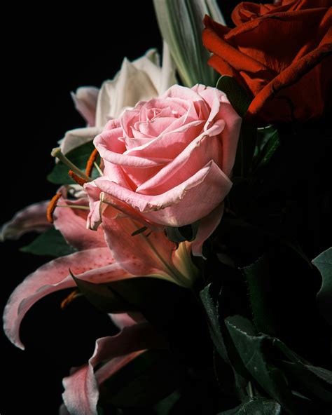 白い壁にピンクと白の花 · 無料の写真素材