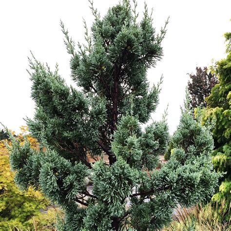 Trautman Chinese Juniper For Sale Online The Tree Center