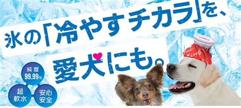 新「液体塩こうじ」アンバサダーに料理研究家リュウジさんが就任 塩分50％カットの減塩タイプ「減塩液体塩こうじ」を9 月1 日より新発売