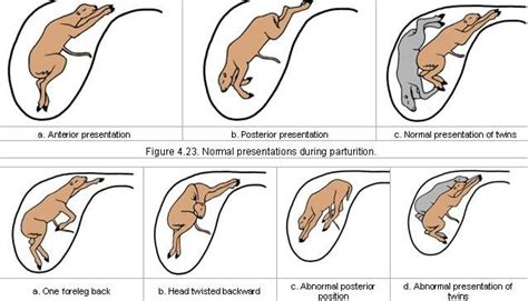 Dystocia In Cattle