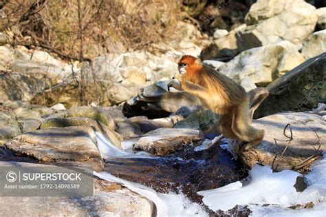 China Shaanxi Province Qinling Mountains Golden Snub Nosed Monkey