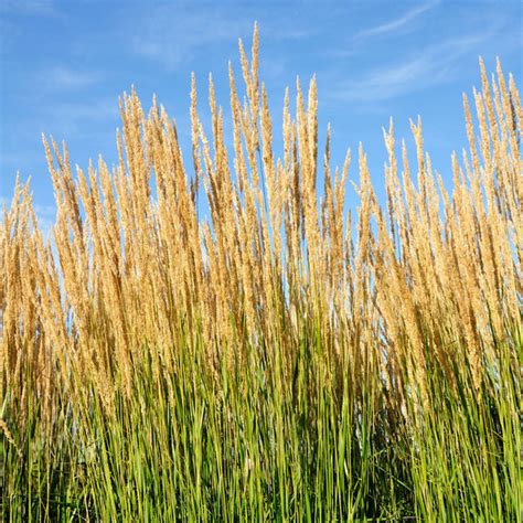 Karl Foerster Grass Ornamental Grass For Sale Plantingtree