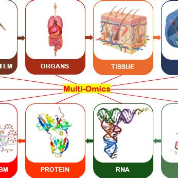 An Illustration Of Multi Omics Data Integration Through Integrative Download Scientific Diagram