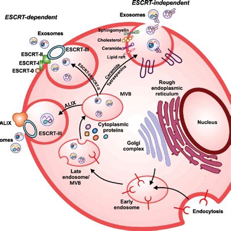 Pdf Inside Sight Of Tiny Communicator Exosome Biogenesis Secretion
