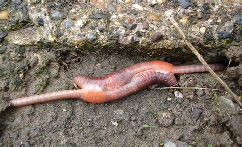 Characteristics Of Living Things Earthworms Characteristics Of