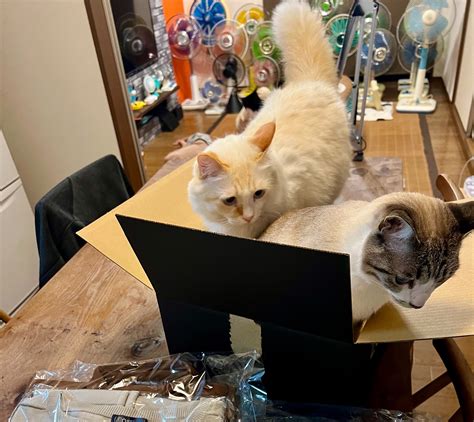 なみそ📗今日も猫だまり発売中 On Twitter 開けたばかりダンボールは、いつも争奪戦。