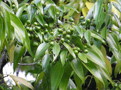 Cinnamomum Verum Ceylon True Cinnamon කුරුඳු Lakpura™