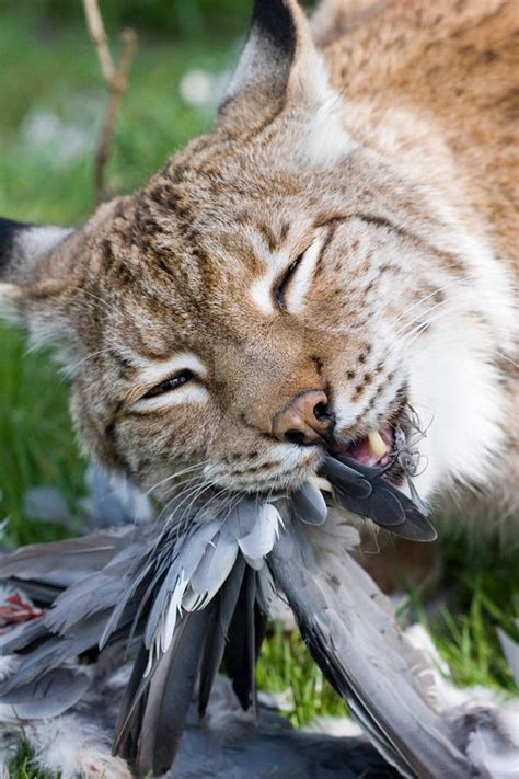 Lynx #3 by fuzzybumble on DeviantArt