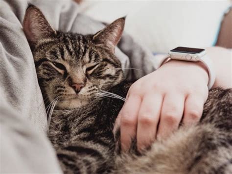 How To Make My Cat Love Me 12 Ways To Earn Your Cats Affection