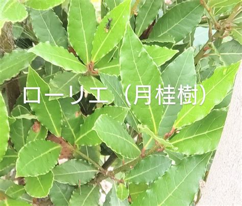 【現品】月桂樹ローリエ 10号 曲がり トピアリー仕立て（1） 植物観葉植物