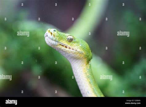 Python Head Head Hi Res Stock Photography And Images Alamy