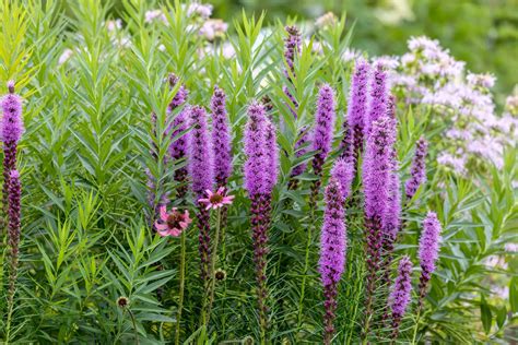 Best Native Plants For Mid Atlantic Gardens The Plant Native