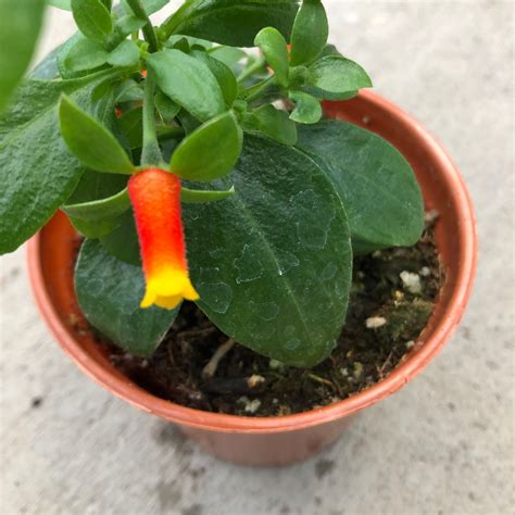 Manettia Luteorubra Candy Corn Vine 4 Growers Pot Etsy