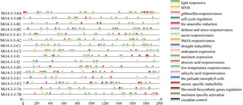 Visualization Of The Results Of An Analysis Of Cis Regulatory Elements Download Scientific