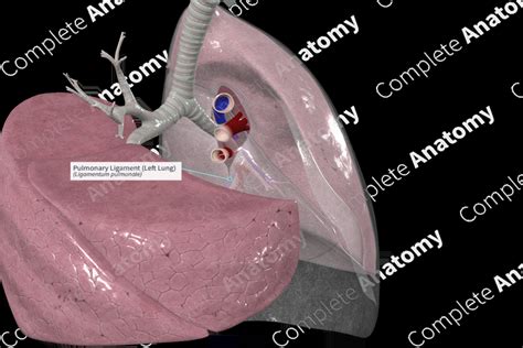 Pulmonary Ligament Left Lung Complete Anatomy