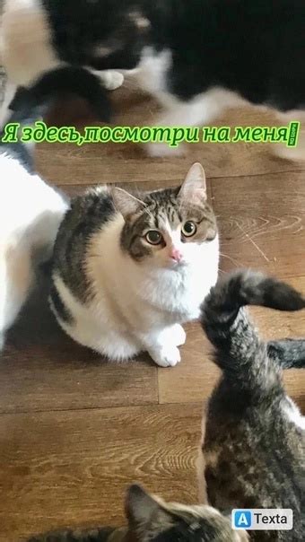 Уфа Скромный нежный ласковый и очень добрый котик Лёлик ищет дом