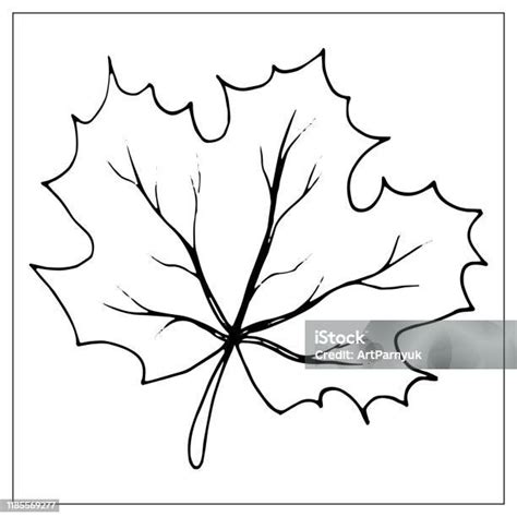 向量剪影楓葉白色背景上的隔離物件線性手繪插圖大綱樣式向量圖形及更多一個物體圖片 一個物體 九月 剪裁圖 Istock
