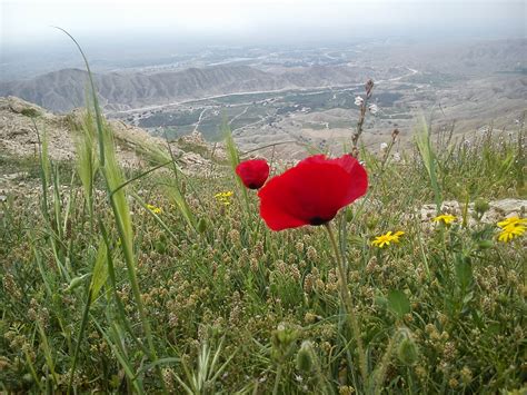 پیشتازان راه آزادی ایران ـ شهدای استان بوشهر ایران یادنامه شهیدان