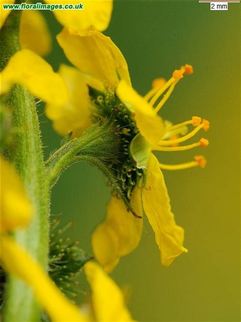 Agrimonia Procera Picture 5 Of 16