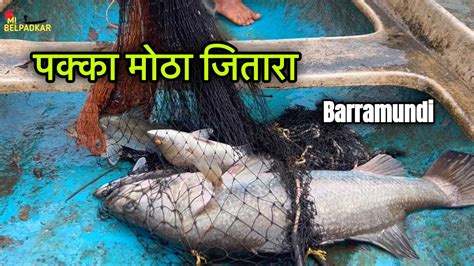म्हावऱ्याचा धुमाकुळ Fishing पागाने पकडली मोठी मोठी जितारी आणि कटले