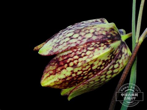 草木吉林｜平贝母 中国吉林网