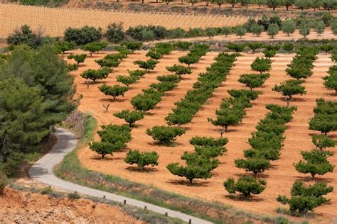Premium Photo Aerial View Of Fruit Trees In Countryside Alicante Spain