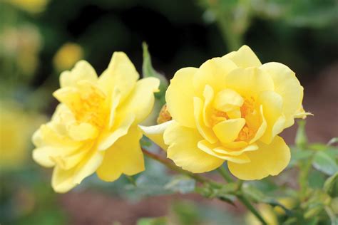 Proven Winners ColorChoice Plant Of The Week Plant Of The Week Oso
