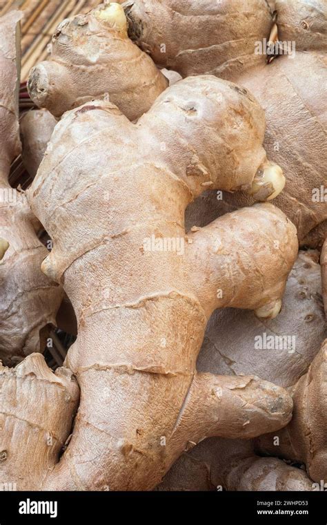 Ginger Root Zingiber Officinale Zinjgiberaceae Aromatic And Spicy