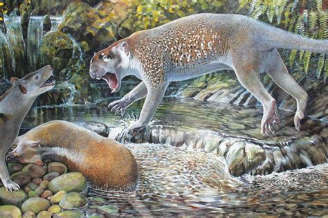 New Species Of Extinct Marsupial Lion Discovered In Australia Bcnn1 Wp