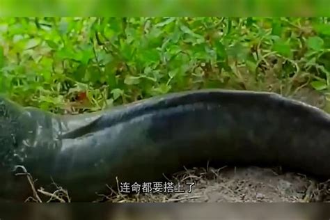 大鲶鱼躲在洞里挑衅白鹭不料白鹭也是个戏精镜头拍下搞笑一幕 白鹭 挑衅 镜头
