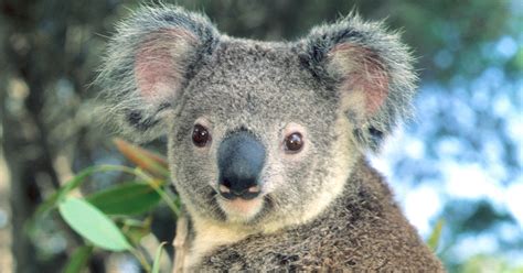 Adorable Koala Causes Traffic Jam On Australian Highway Video Us Weekly