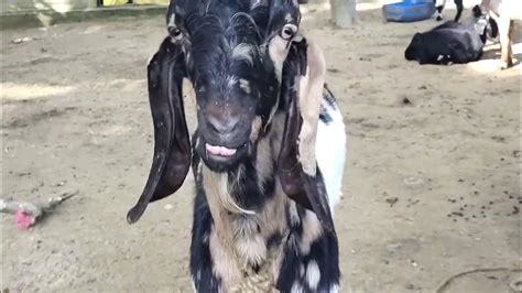 Big Karoli Kota Breeder Only Show ️ ️ Goatgoatlovers Like And