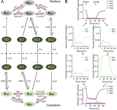 Modeling Based Interpretation Of Erkktr Dynamics A Erkktr Submodel