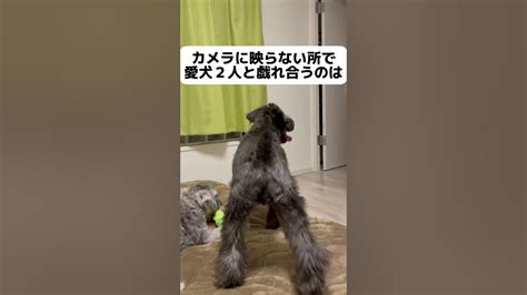 【れおぱおチャンネル】元気いっぱい大ハッスル中🐶 愛犬 多頭飼い シュナウザー れおぱおチャンネル Dog Youtube