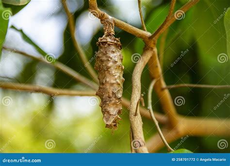 A Cocoon Hanging From A Branch Stock Photo Image Of Evolution Full