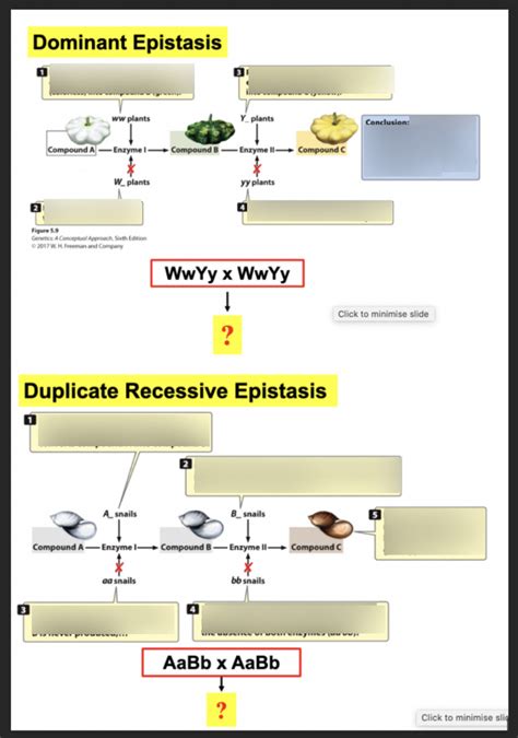 Duplicate Recessive Epistasis Diagram Quizlet