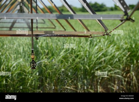 Mozambique Lamego Bagc Beira Agricultural Growth Corridor 450 Hectares Sugar Cane Plantation