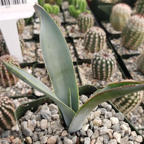 Shop Blue Agave Tequila Plant Agave Tequilana Care And Info