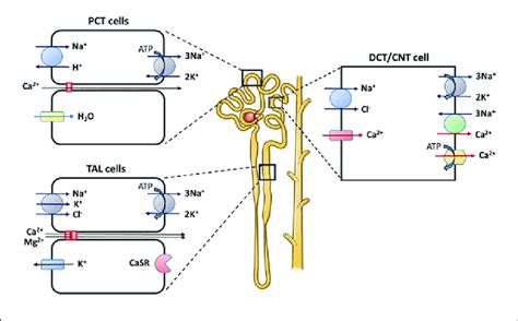Major Nephron Segments For Calcium Reabsorption In The Pt Calcium Is