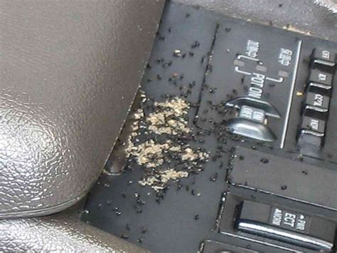 How To Get Rid Of Ants In Car Ways Signs Reasons