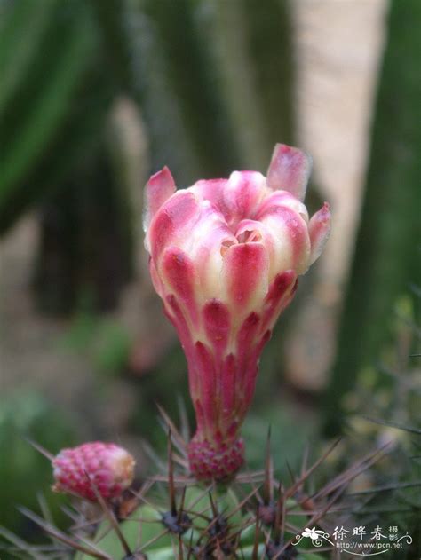 Stenocereus Pruinosus