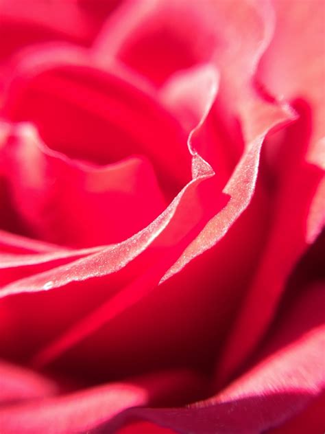 Fotos Gratis Fotografía Flor Pétalo Salvaje Rojo Rosado Rosa