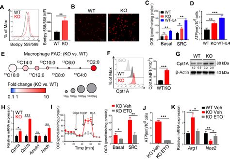 Cir 李咏生团队揭示ripk3调控肿瘤相关巨噬细胞脂肪酸代谢与肝癌发生 中科脂典
