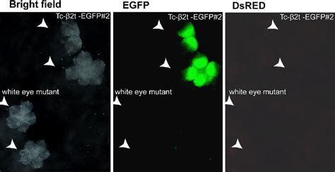 Fluorescent Microphotographs Showing Sex Specific β2t Drive Egfp