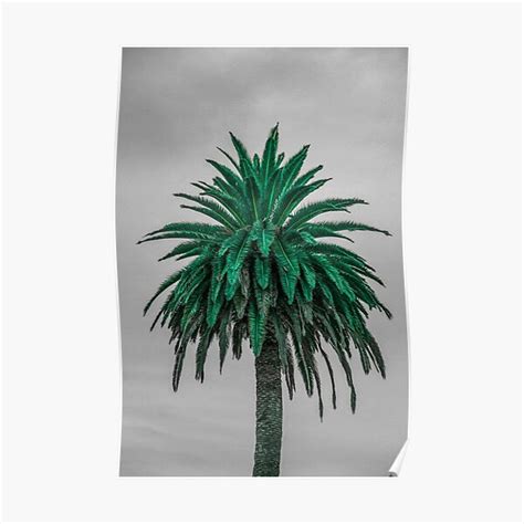 The Cool Palm Tree Poster For Sale By Embadecor Redbubble