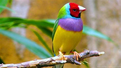 1920x1080 Hd Birds Wallpapers Top Free 1920x1080 Hd Birds Backgrounds