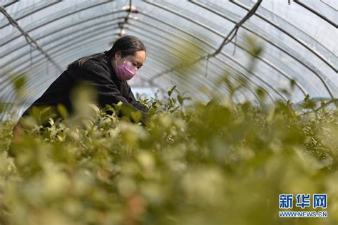 河北临城：防疫春管两不误 太行茶园农事忙中国扶贫在线国家扶贫门户