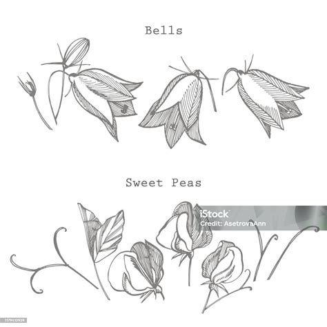 달콤한 완두콩과 벨 꽃 그리기 및 흰색 배경에 라인 아트와 스케치 달콤한 완두콩의 꽃꽃 패턴 직물 종이 엽서에 대한 우아한 템플릿 0명에 대한 스톡 벡터 아트 및 기타